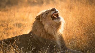 MoAfrika Tours - Its All About Travel